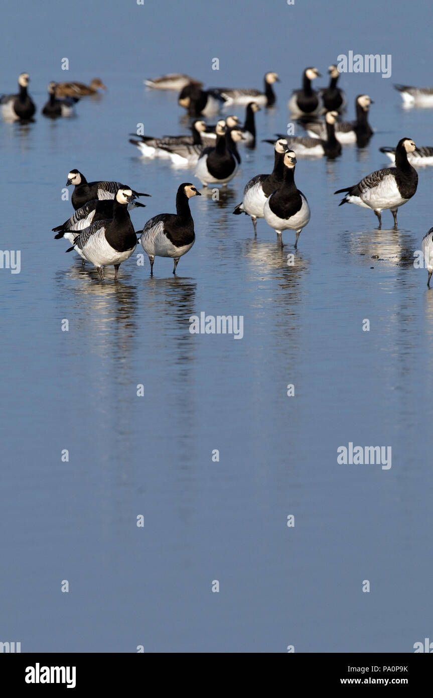 Bernache nonnette - migration - Barnacle Goose - Branta leucopsis Stock ...