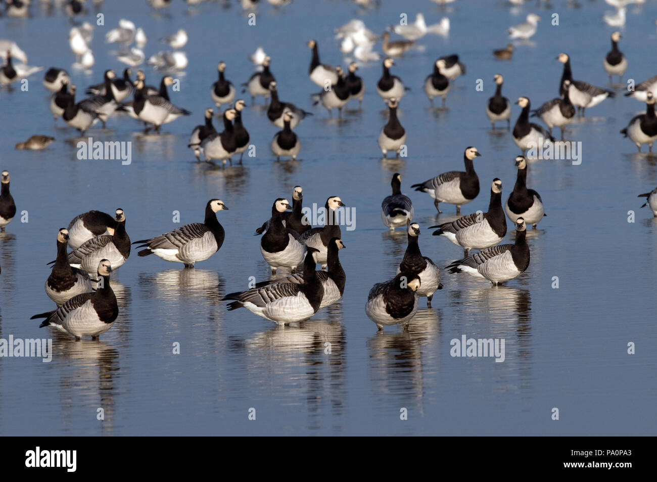 Barnacle Goose Migration