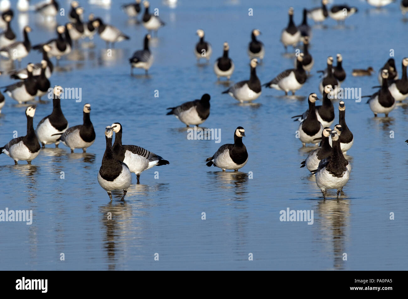 Bernache nonnette - migration - Barnacle Goose - Branta leucopsis Stock ...