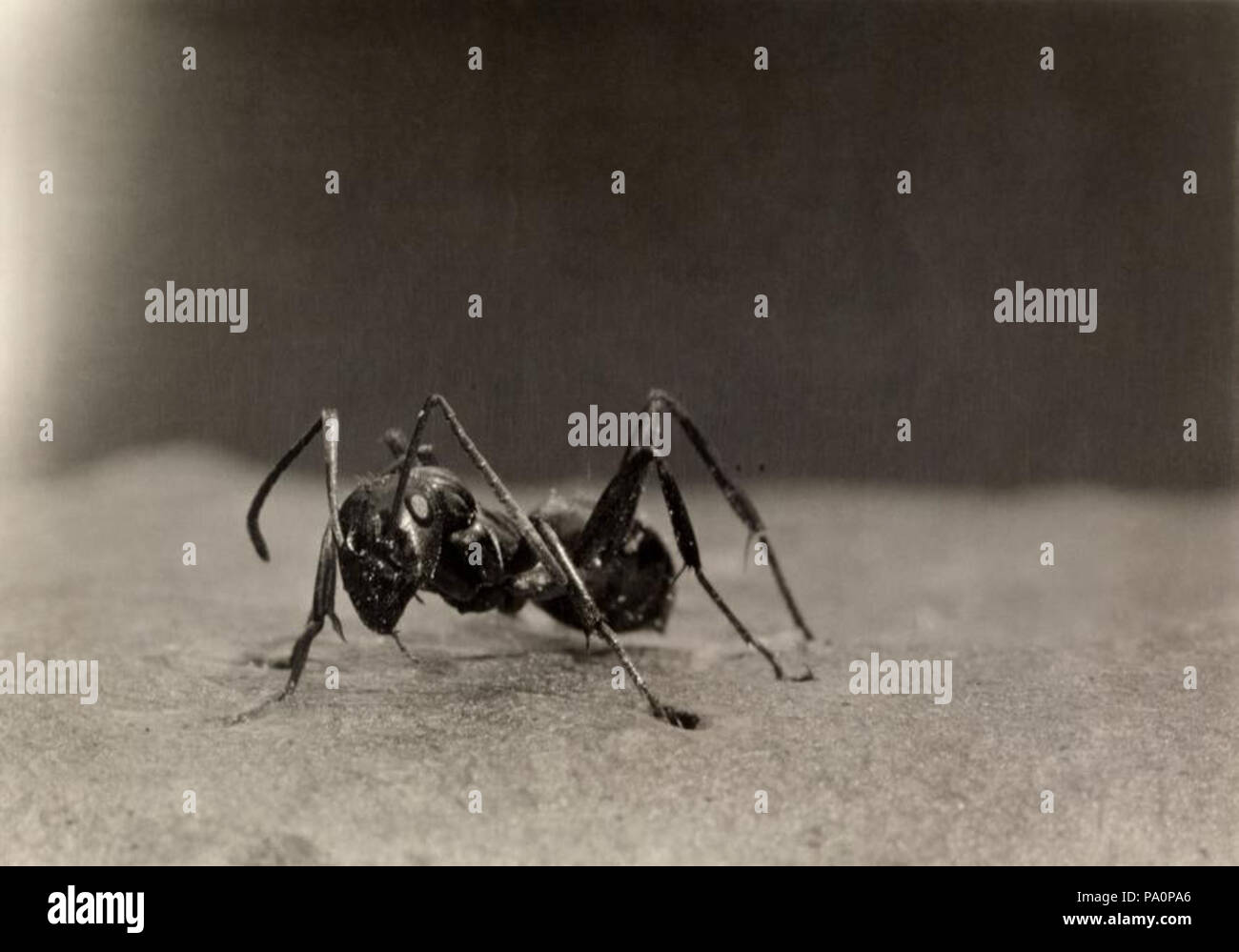European fire ant hi-res stock photography and images - Alamy