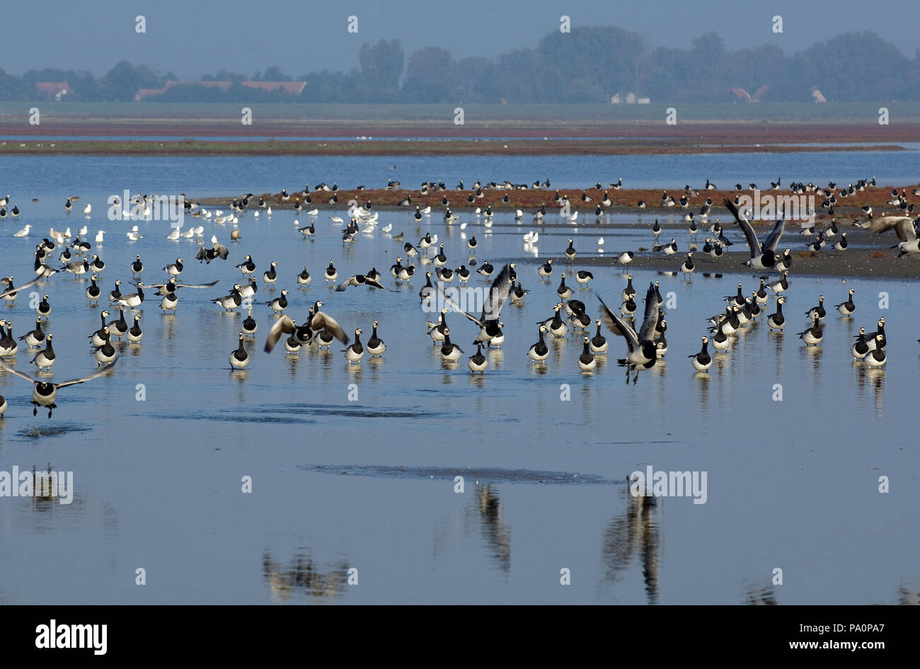 Bernache nonnette - migration - Barnacle Goose - Branta leucopsis Stock ...