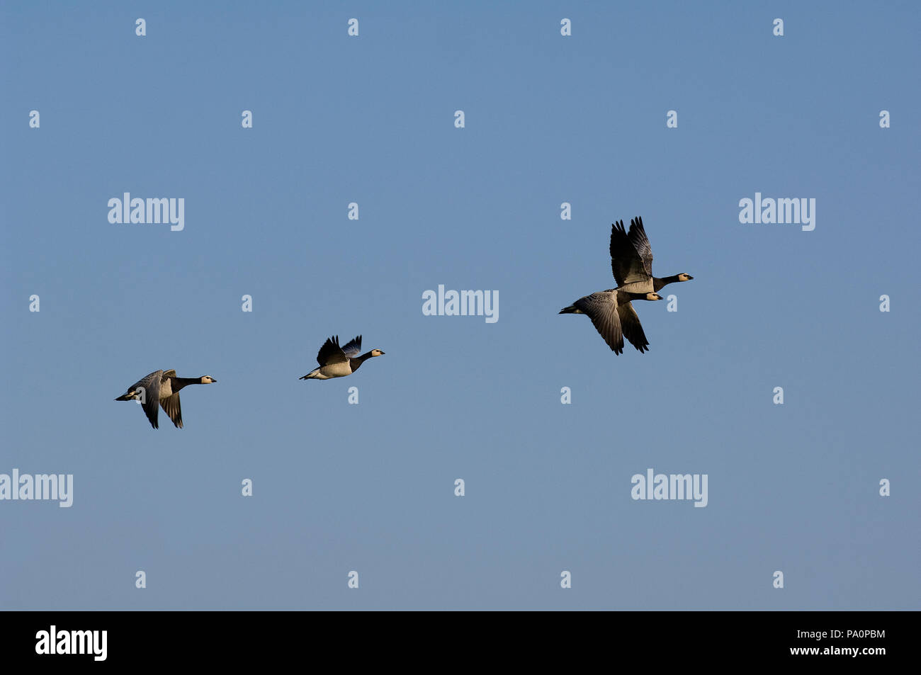 Bernache nonnette - vol - migration - Barnacle Goose - flight - Branta ...