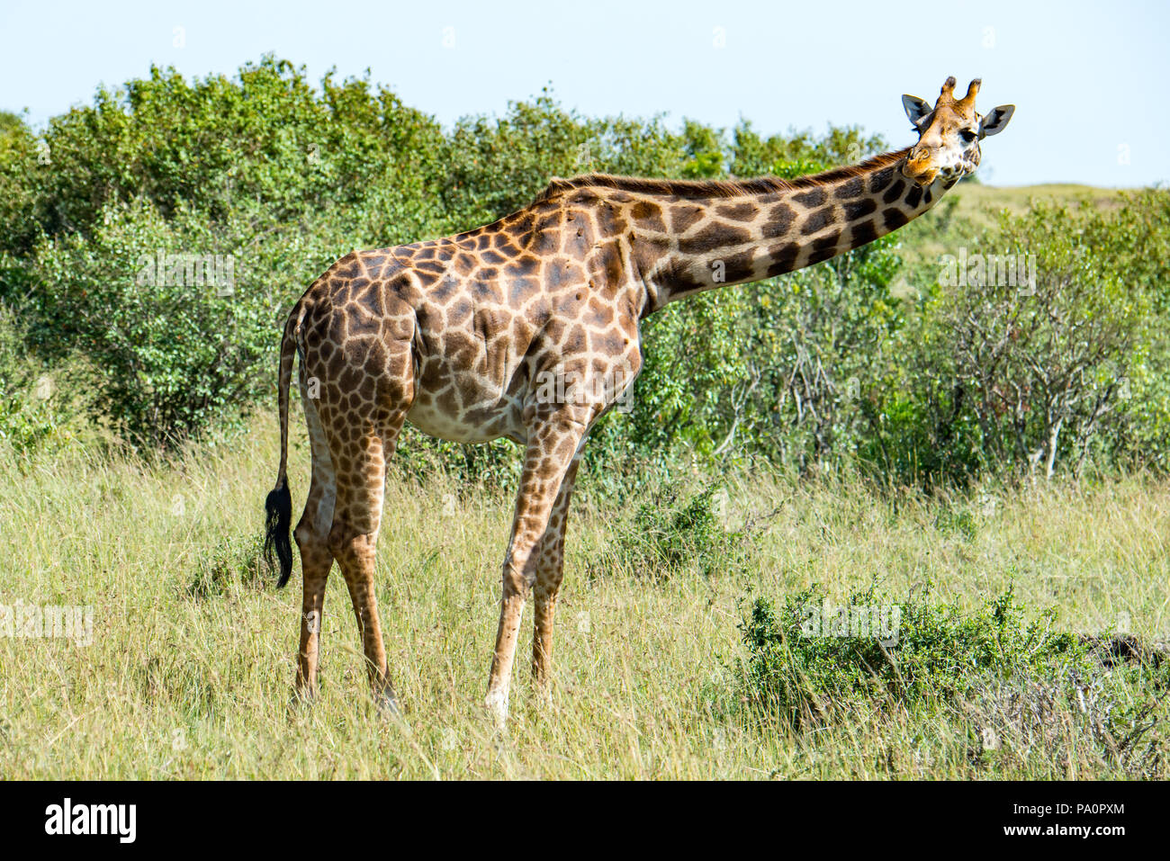 Giraffe Looking Back Stock Photo - Alamy