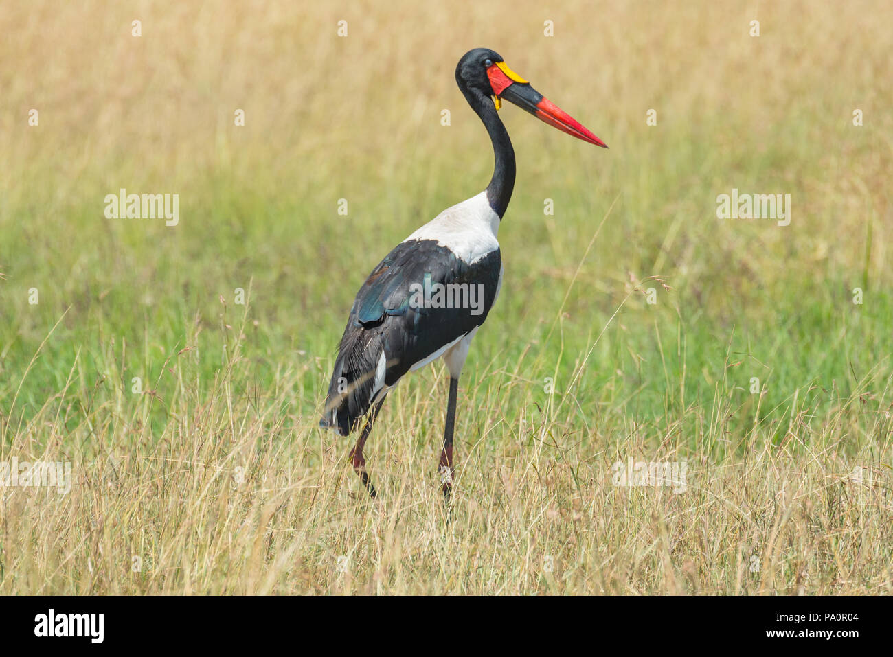 Saddle Billed Stork in Kenya Stock Photo - Alamy