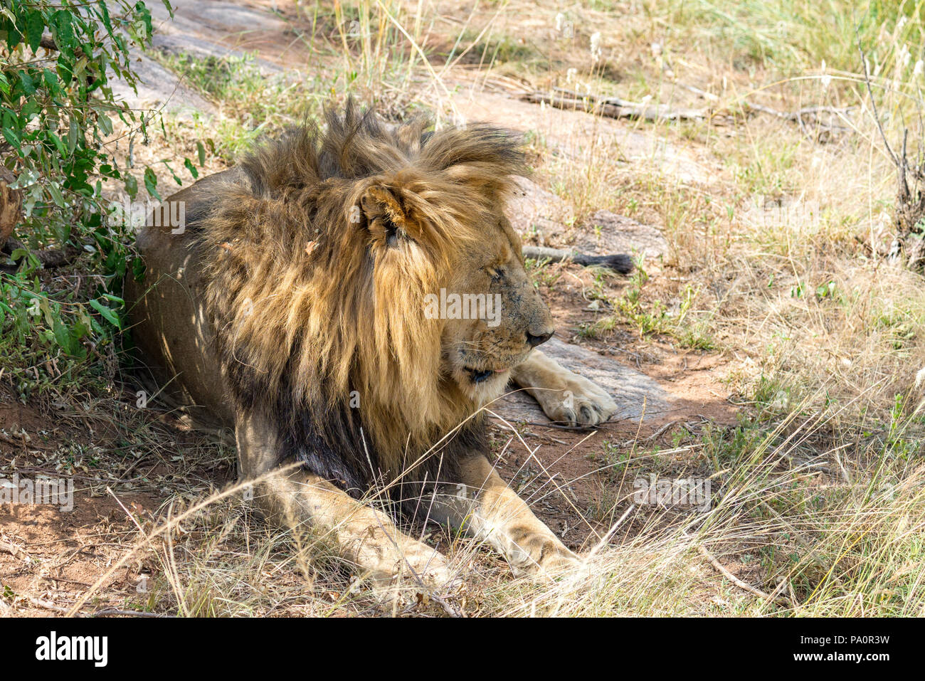 Lion Sleeping in the Summer Heat Stock Photo - Alamy
