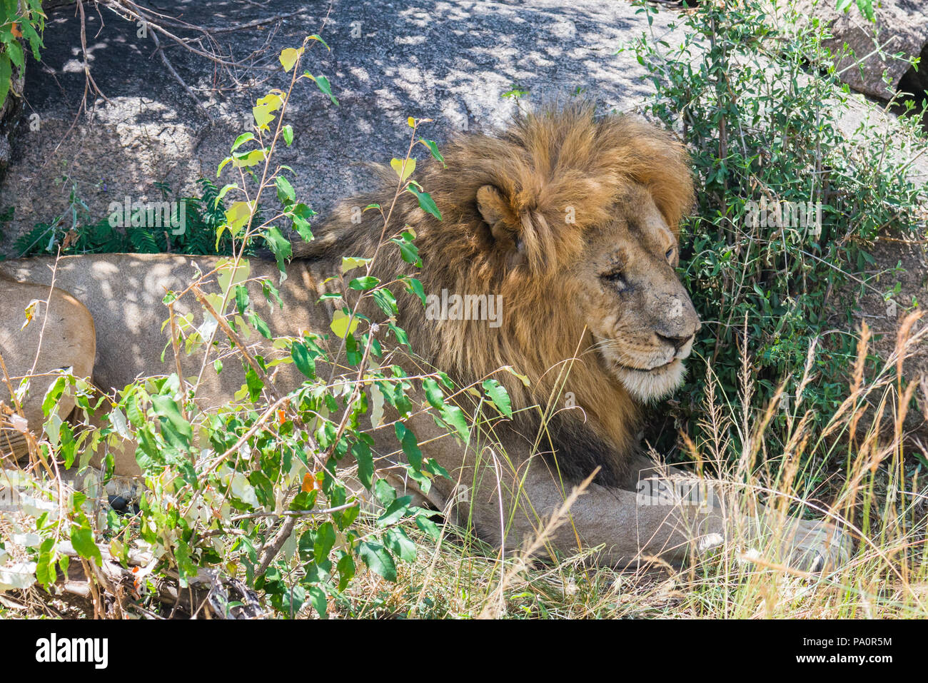 Old lion hi-res stock photography and images - Alamy
