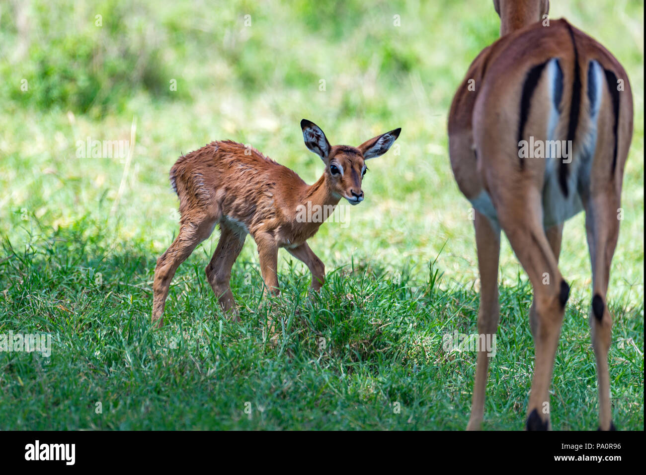 Baby Antelope