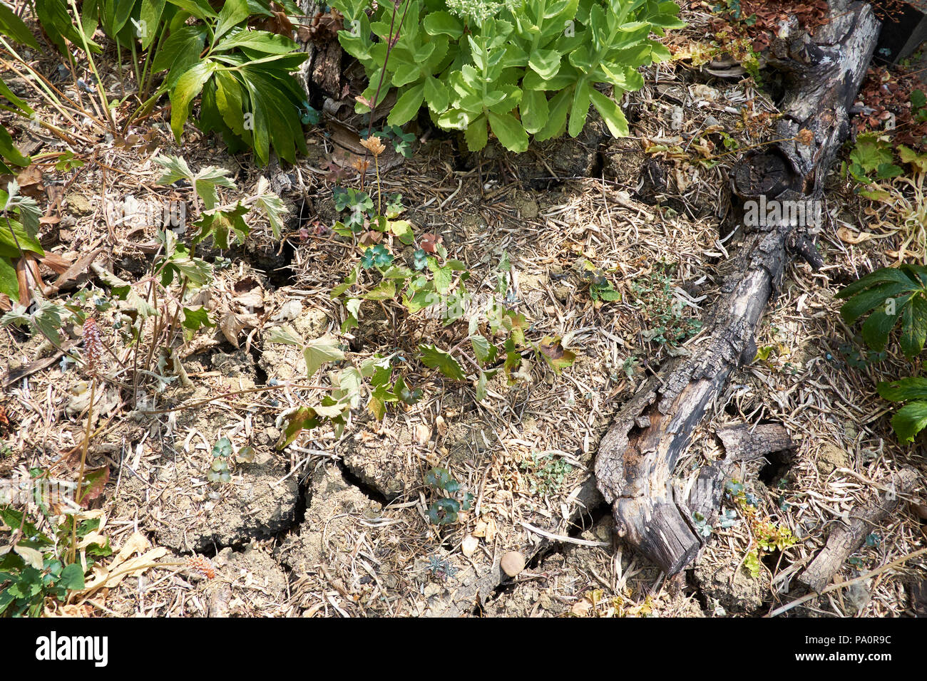 Wilting plants hi-res stock photography and images - Alamy