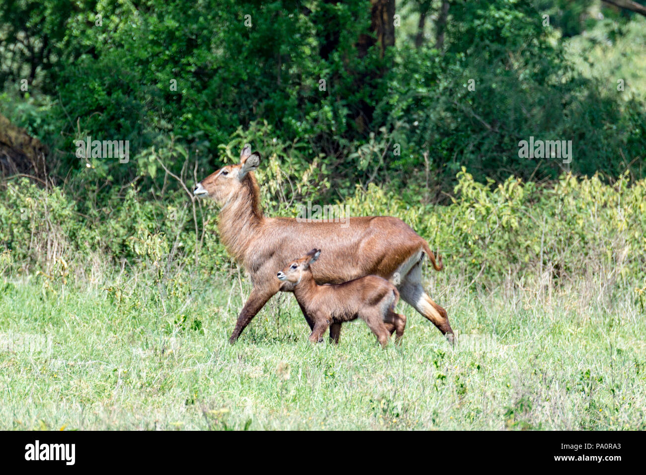 Waterbuck and Her Baby in the Wild Stock Photo - Alamy