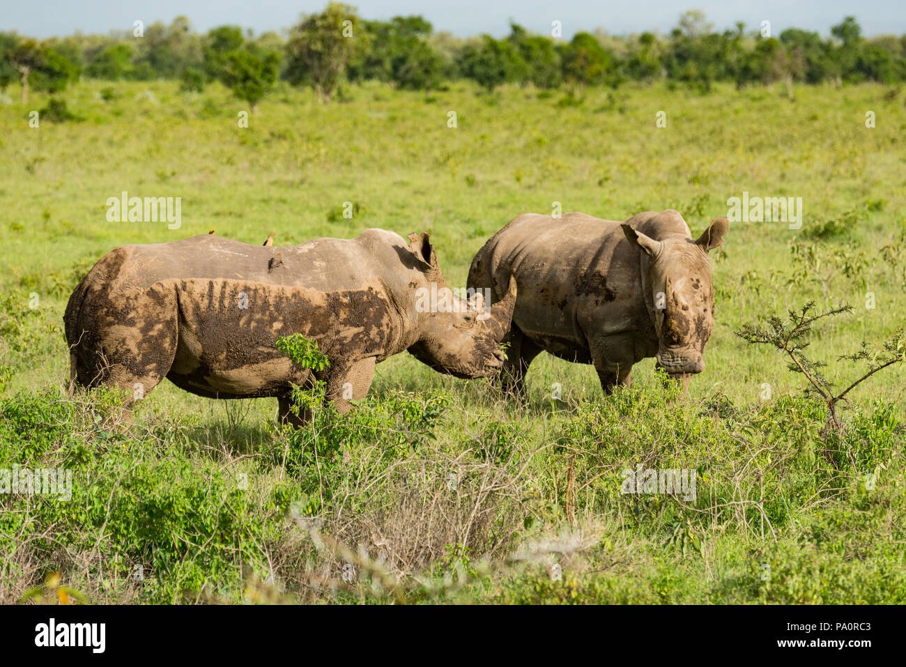 Two Endangered Rhinos in the Wild Stock Photo - Alamy