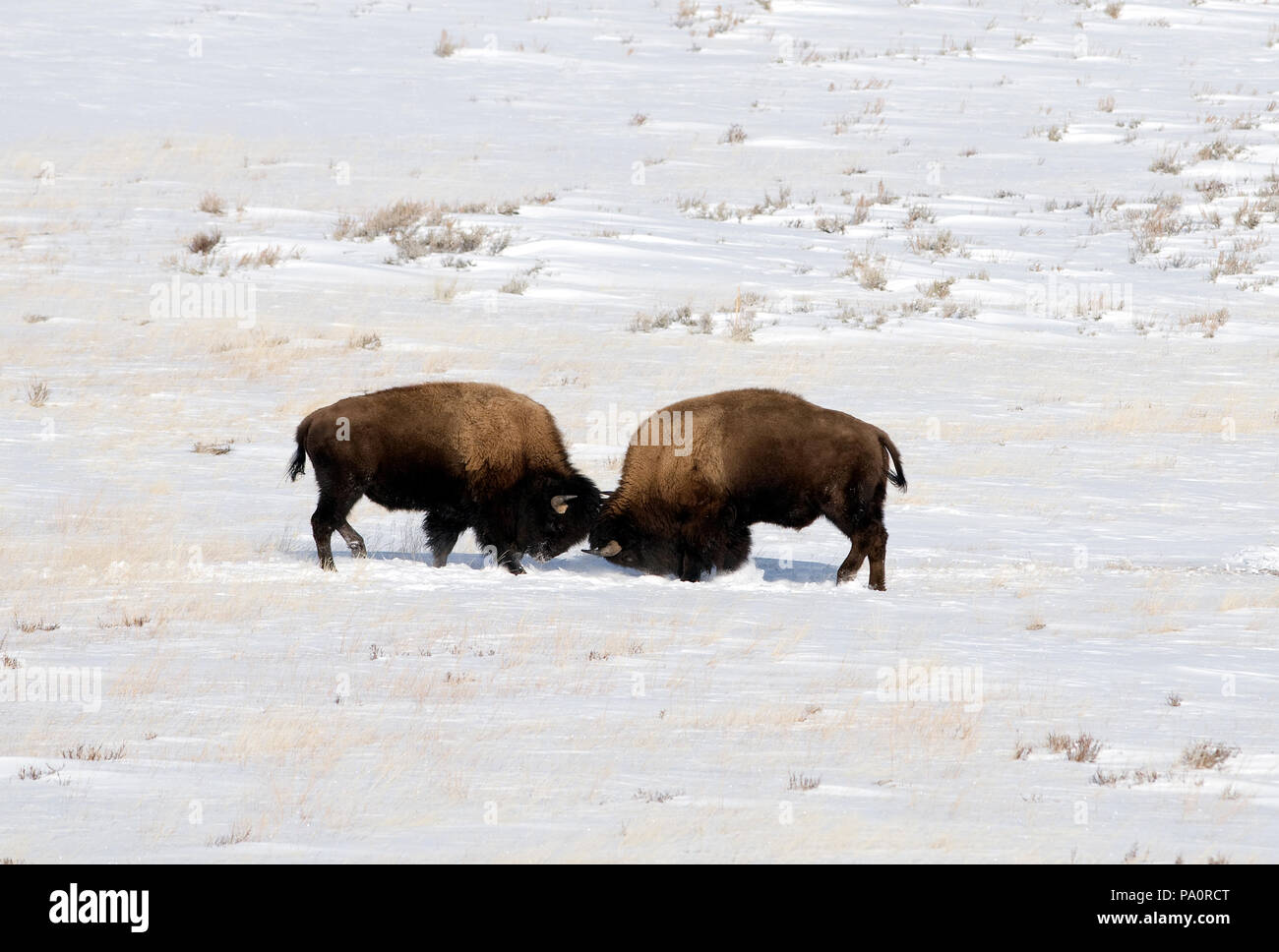 Bison d Amerique - America Buffalo - Bison bison Stock Photo - Alamy
