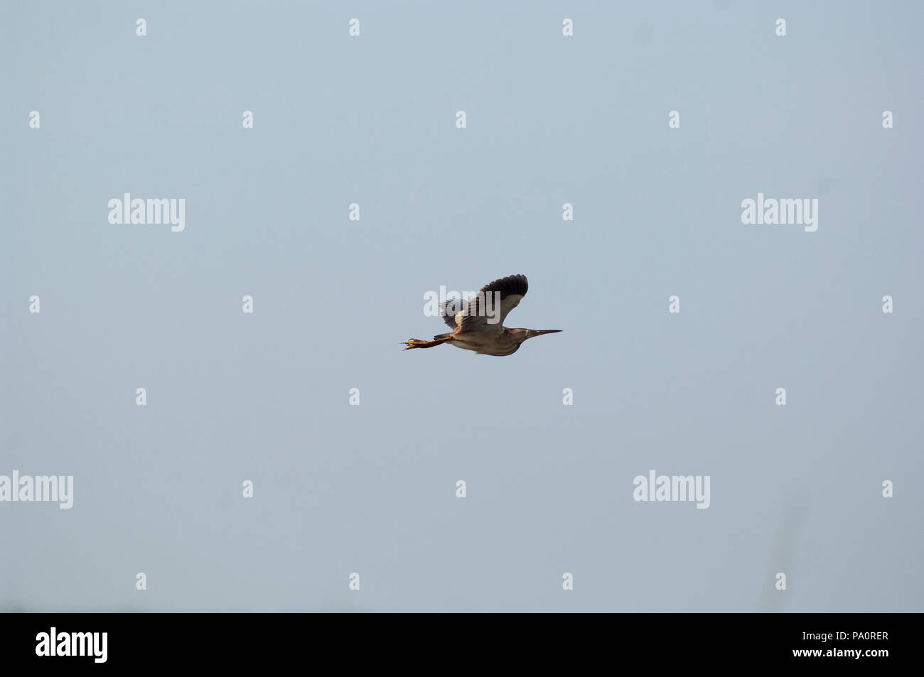 Yellow Bittern (Ixobrychus sinensis) - Flight - Thailand Blongios de ...