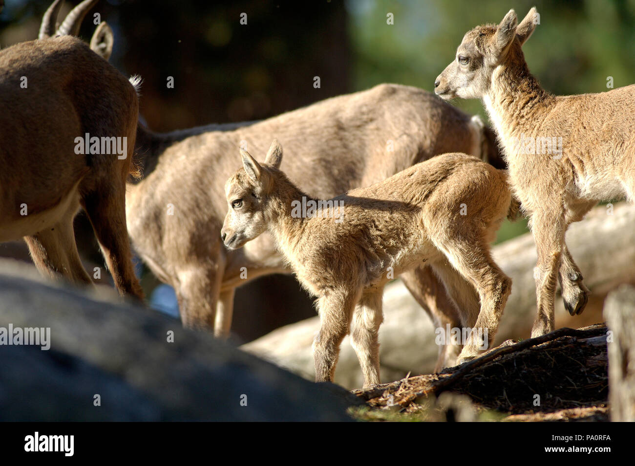 Alpine Ibex - Young (Capra ibex) Bouquetin des Alpes Stock Photo - Alamy