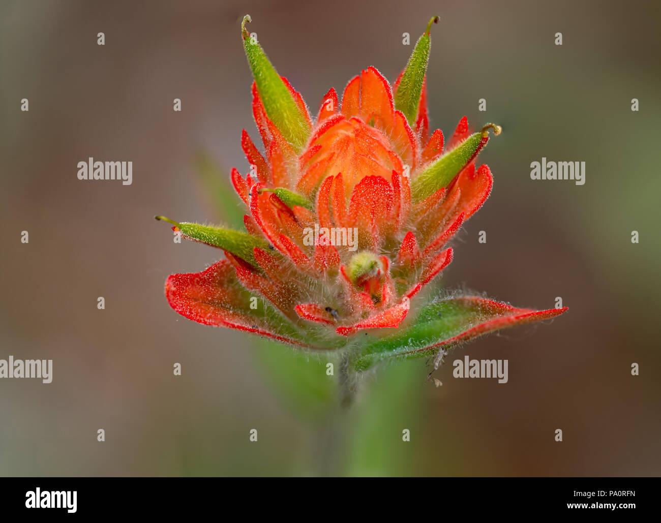 Prairie-Fire in the Wild Stock Photo - Alamy