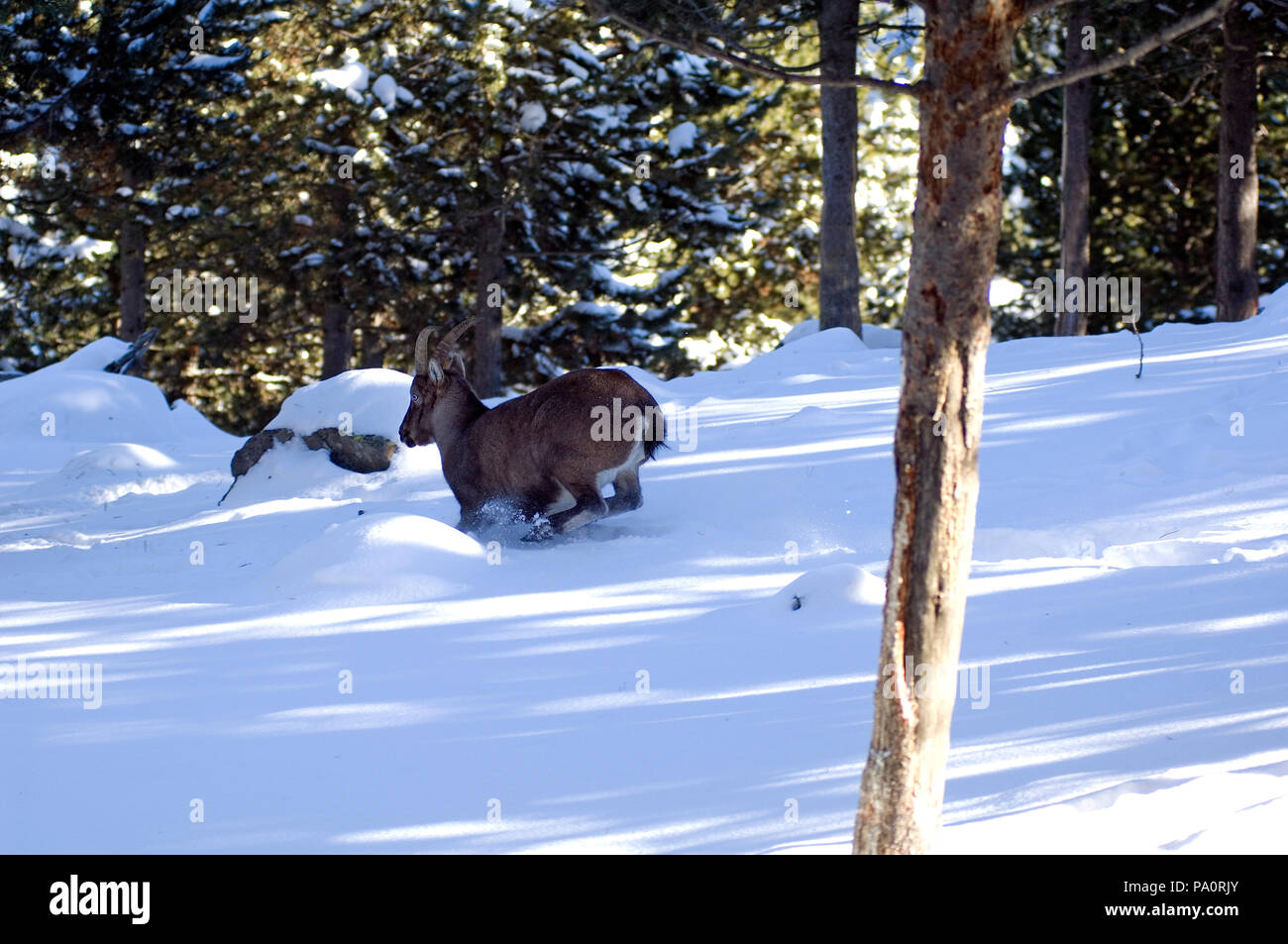 Alpine Ibex - running (Capra ibex) Bouquetin des Alpes Stock Photo - Alamy