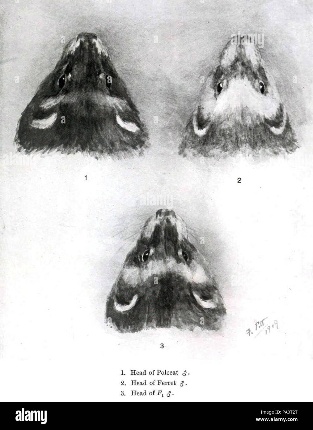 Polecat hybrid hi-res stock photography and images - Alamy