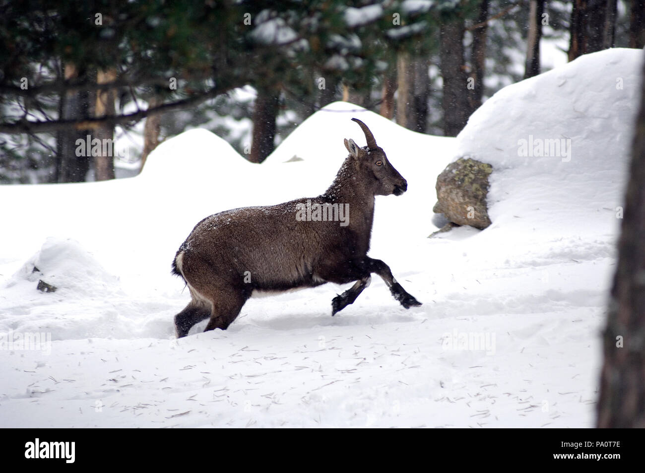 Alpine Ibex - running (Capra ibex) Bouquetin des Alpes Stock Photo - Alamy