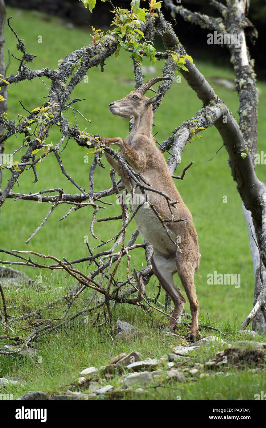 Alpine Ibex - eating (Capra ibex) Bouquetin des Alpes Stock Photo - Alamy