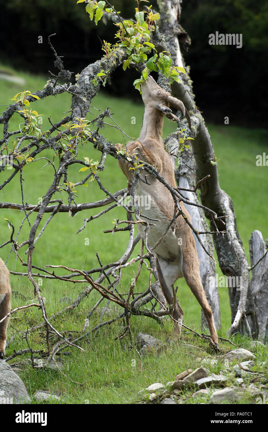 Alpine Ibex - eating (Capra ibex) Bouquetin des Alpes Stock Photo - Alamy