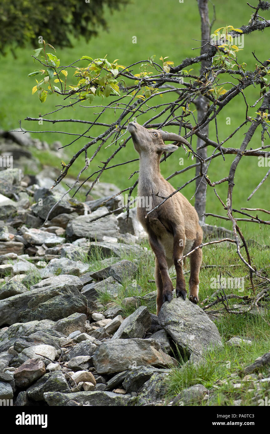 Alpine Ibex - eating (Capra ibex) Bouquetin des Alpes Stock Photo - Alamy