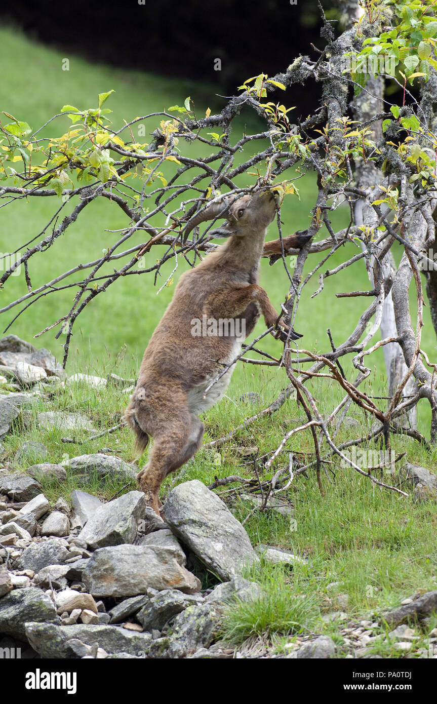 Alpine Ibex - eating (Capra ibex) Bouquetin des Alpes Stock Photo - Alamy
