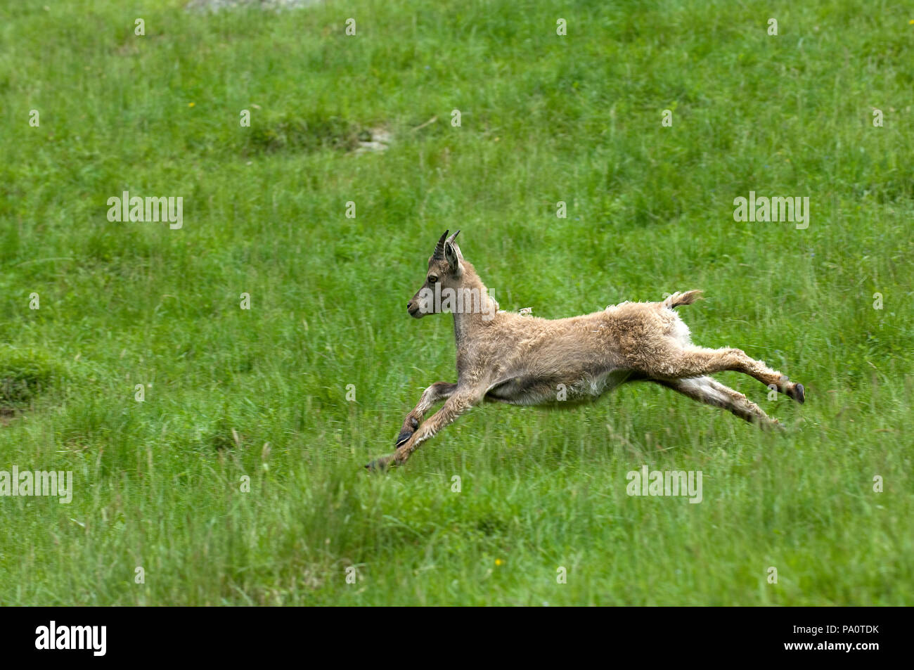 Alpine Ibex - running (Capra ibex) Bouquetin des Alpes Stock Photo - Alamy