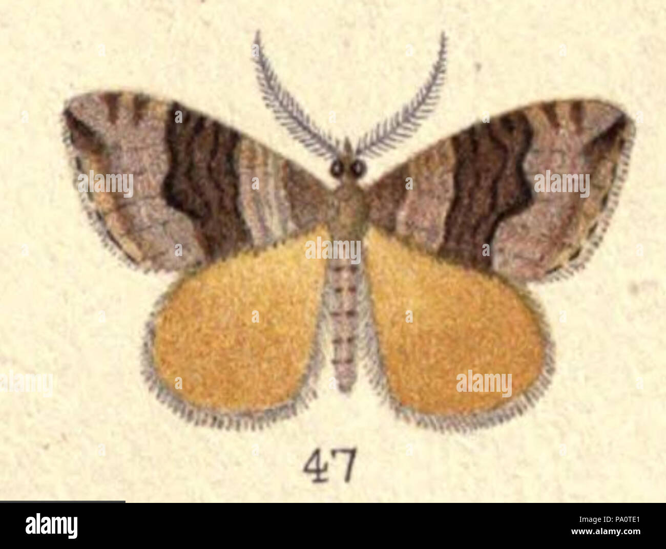 New zealand moths hi-res stock photography and images - Alamy