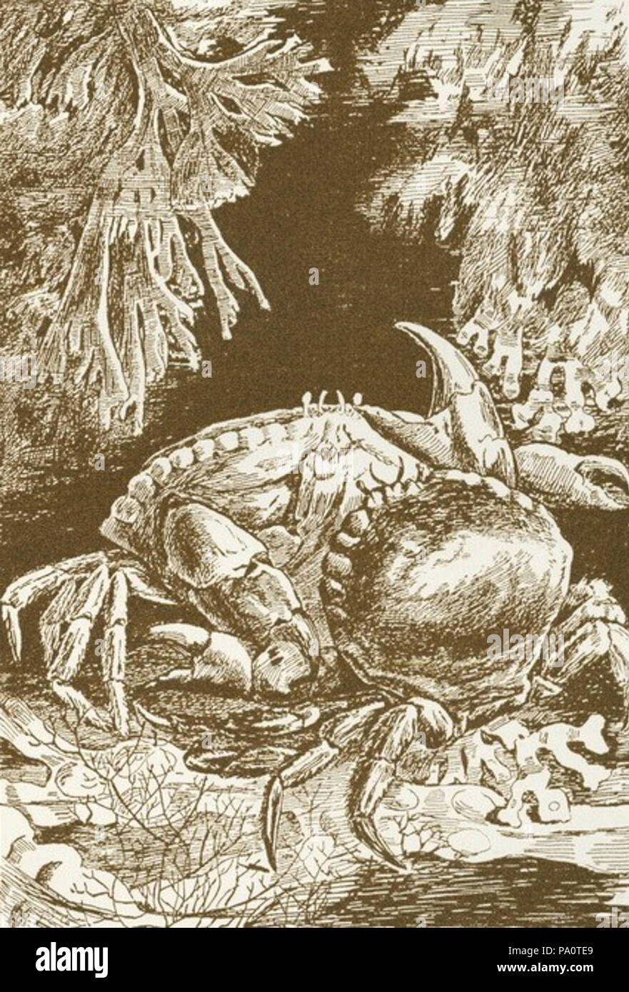 Crab drawing hi-res stock photography and images - Alamy