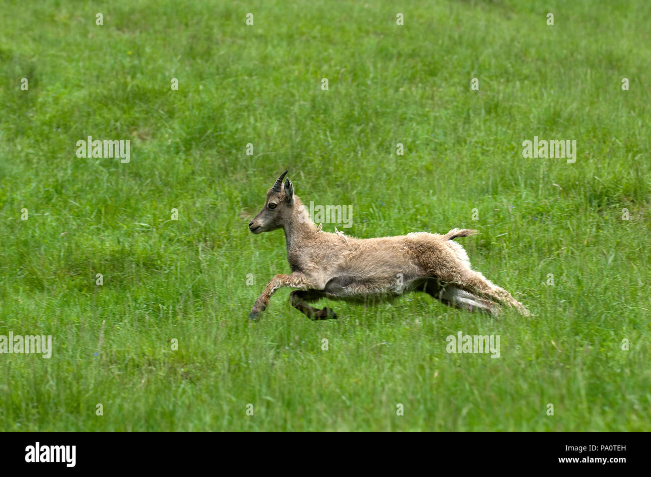 Alpine Ibex - running (Capra ibex) Bouquetin des Alpes Stock Photo - Alamy