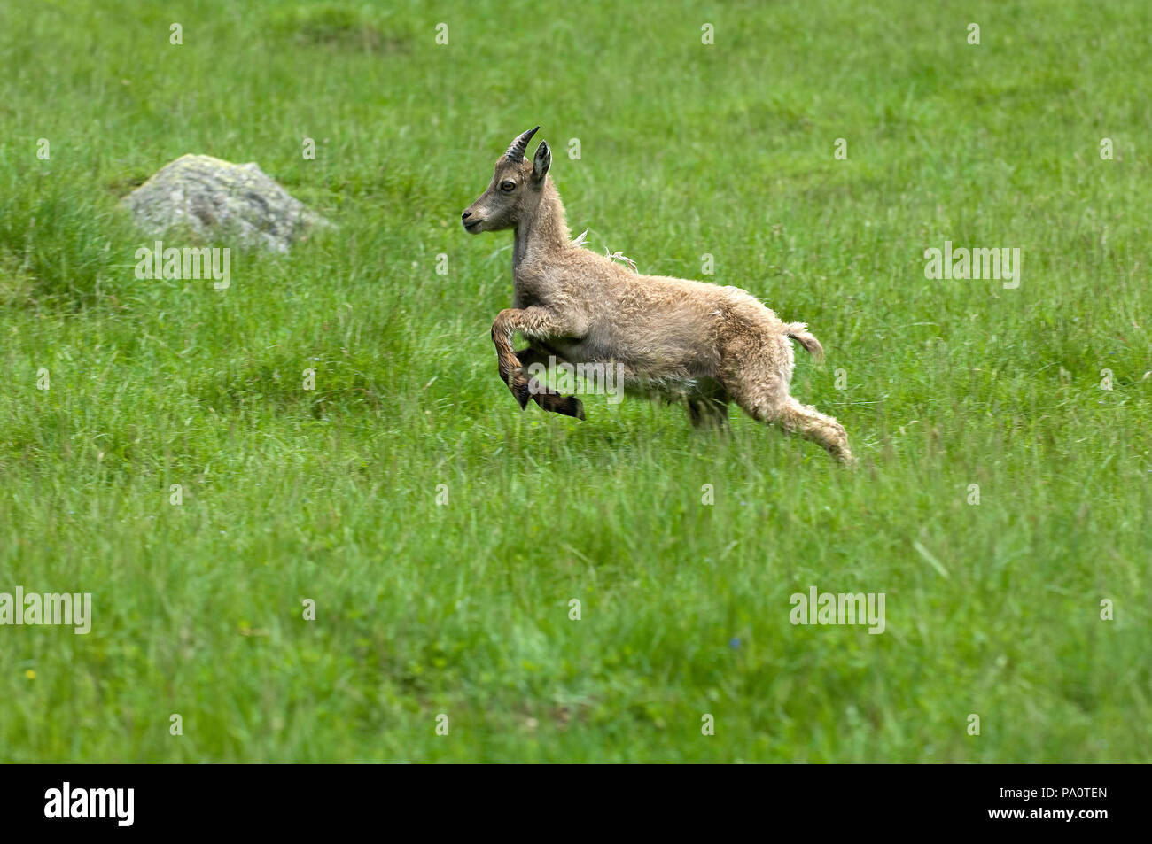 Alpine Ibex - running (Capra ibex) Bouquetin des Alpes Stock Photo - Alamy