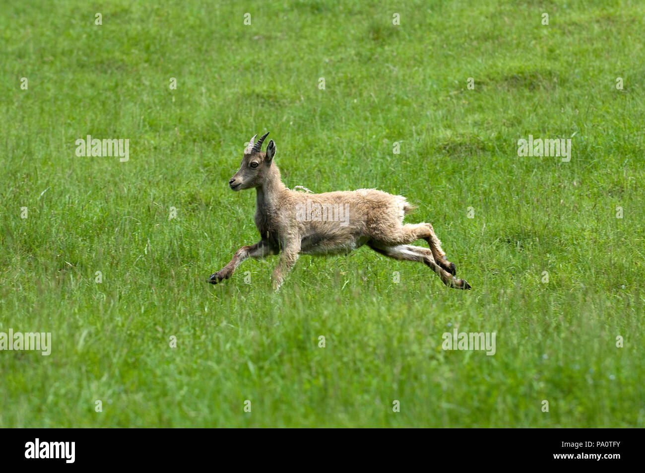 Alpine Ibex - running (Capra ibex) Bouquetin des Alpes Stock Photo - Alamy