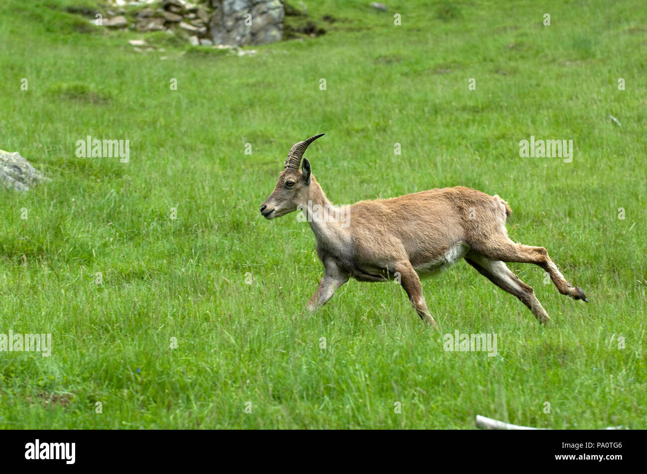 Alpine Ibex - running (Capra ibex) Bouquetin des Alpes Stock Photo - Alamy