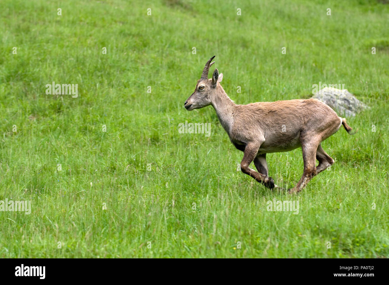 Alpine Ibex - running (Capra ibex) Bouquetin des Alpes Stock Photo - Alamy