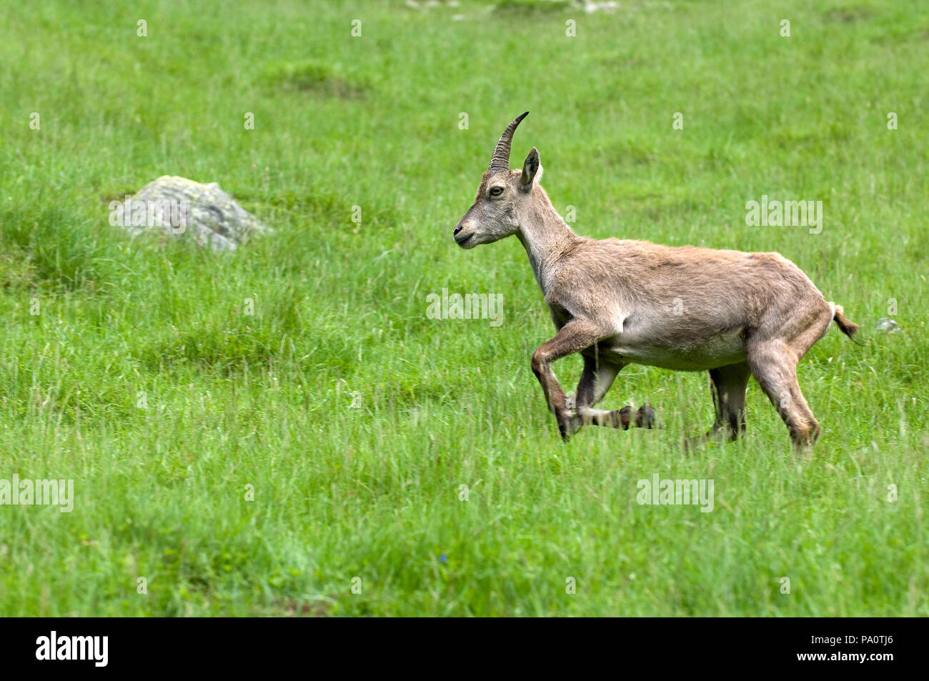 Alpine Ibex - running (Capra ibex) Bouquetin des Alpes Stock Photo - Alamy