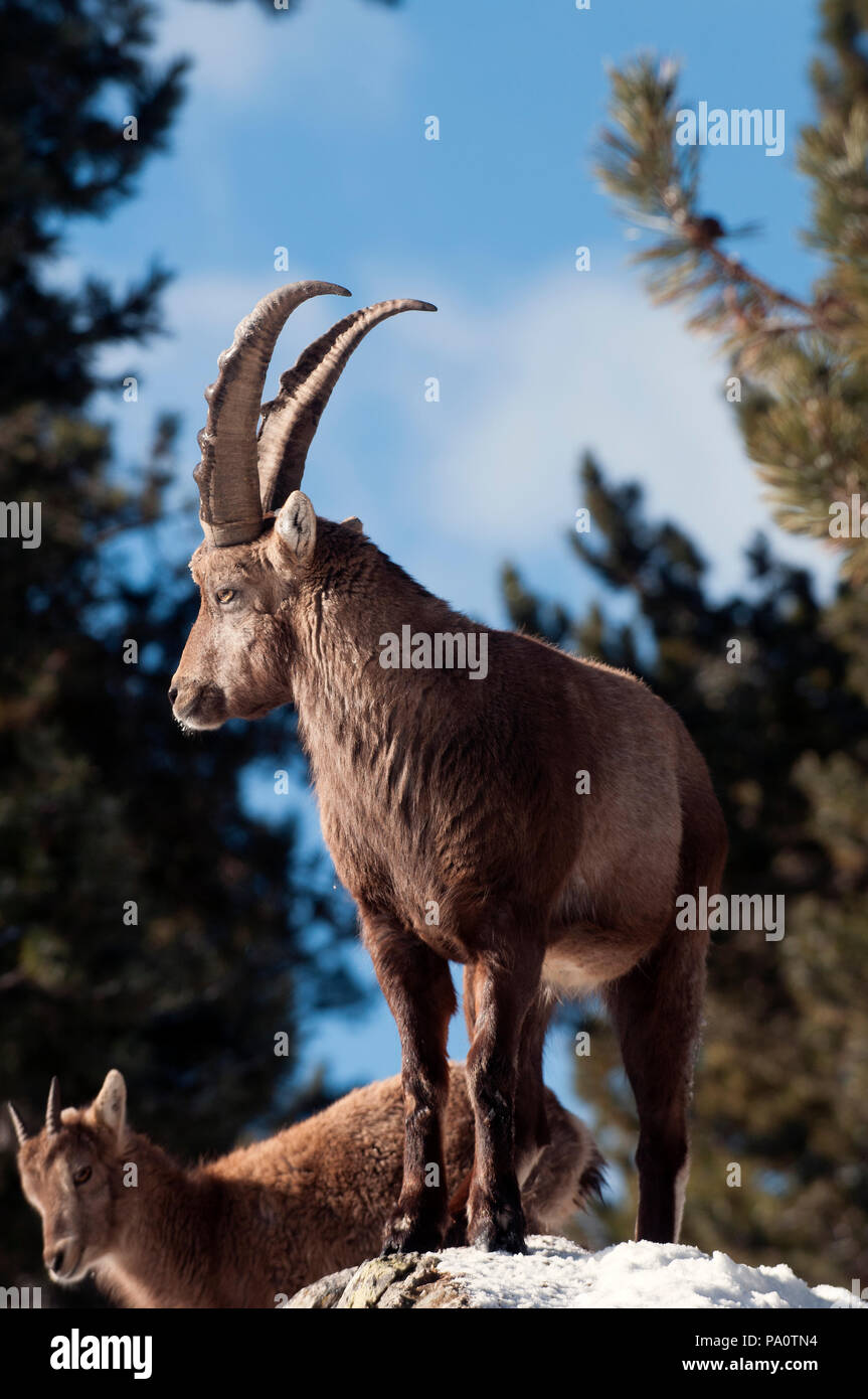 Capre hi-res stock photography and images - Alamy