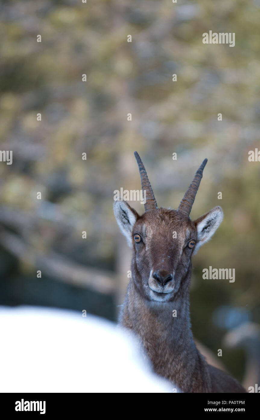 Capre hi-res stock photography and images - Alamy