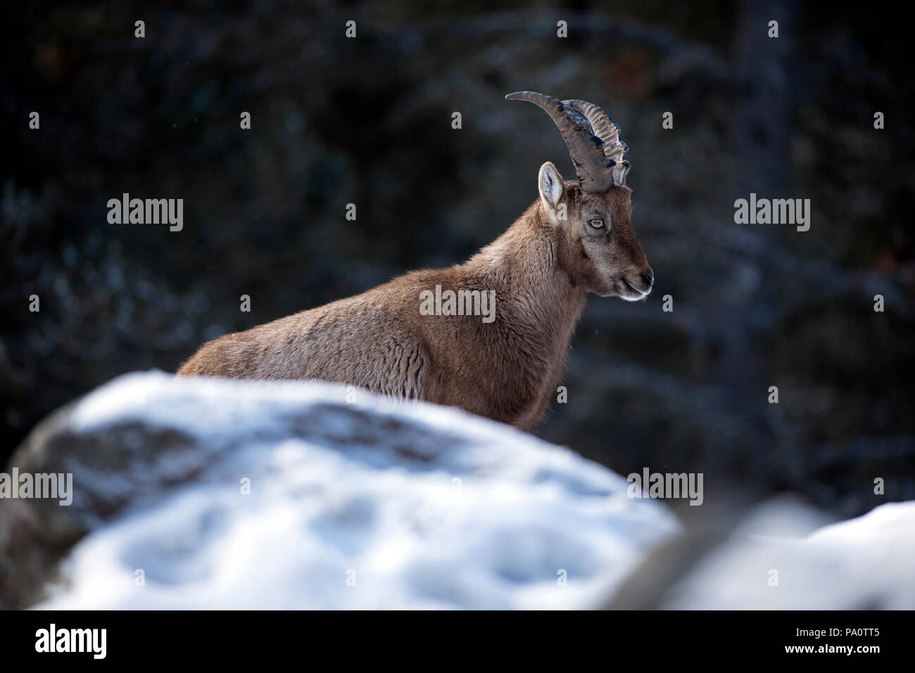 Alpine ibex in winter hi-res stock photography and images - Alamy