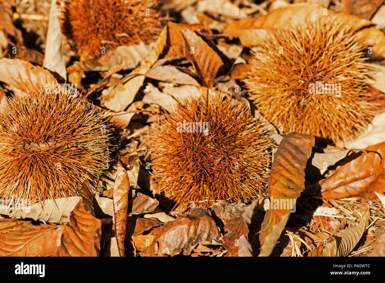 Portuguese chestnut hi-res stock photography and images - Alamy