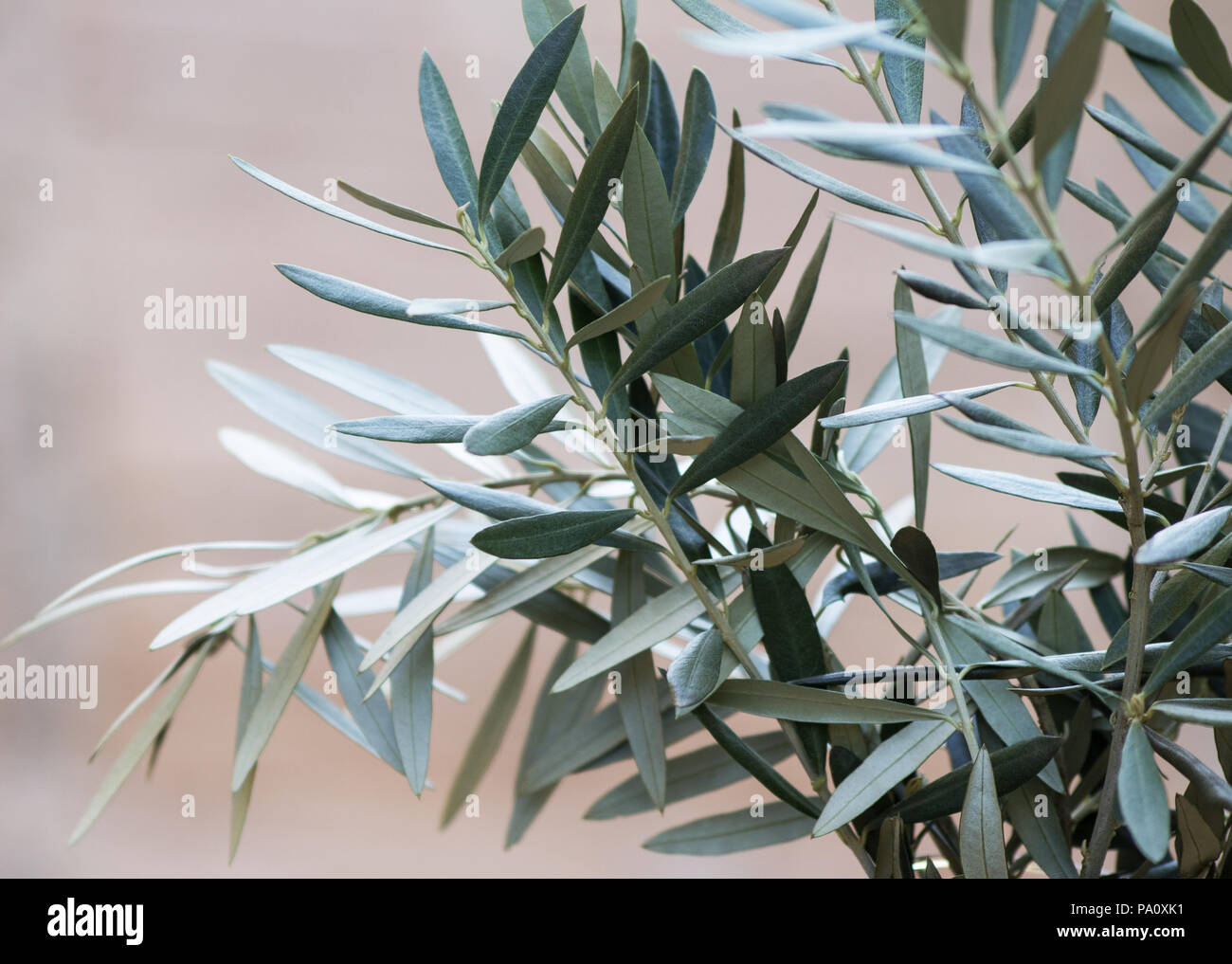 Olive branch hi-res stock photography and images - Alamy