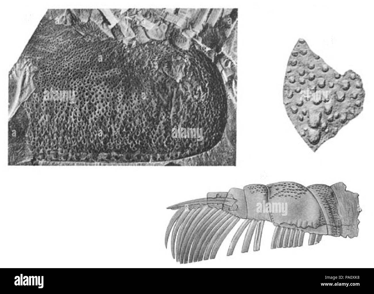 Paleontological fossils hi-res stock photography and images - Alamy