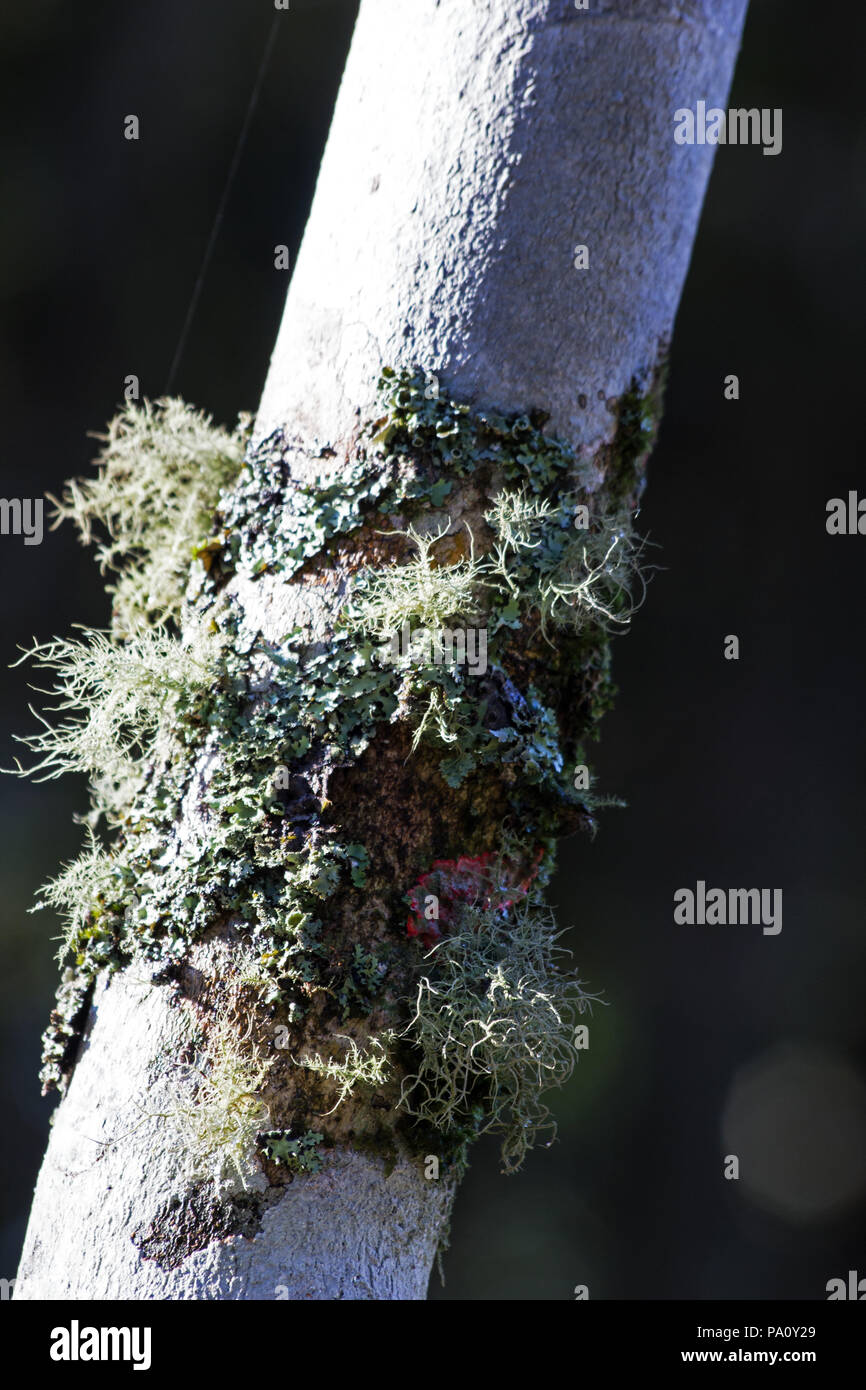 Air plant in a tree trunk Stock Photo - Alamy