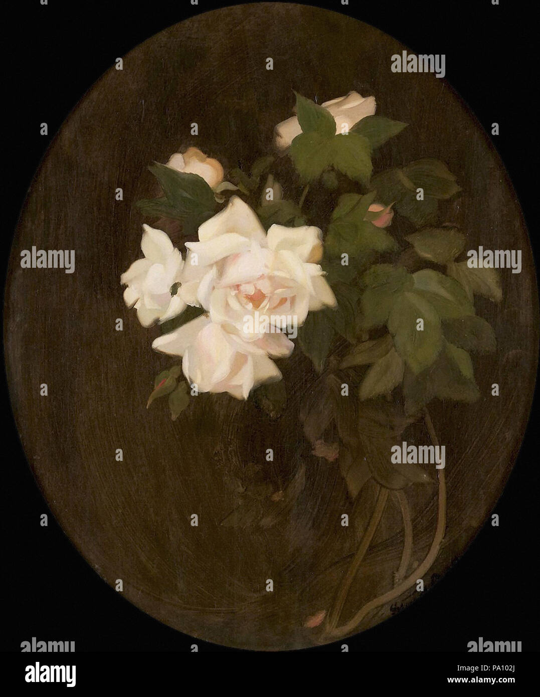 Park Stuart - Pink Roses 2 Stock Photo - Alamy