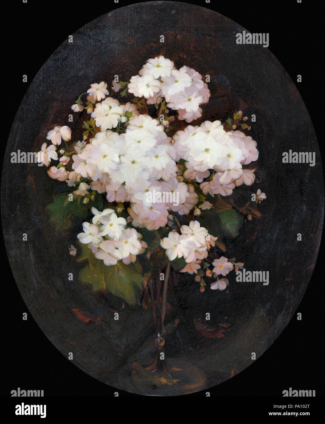 Park Stuart - Primulas 1 Stock Photo - Alamy