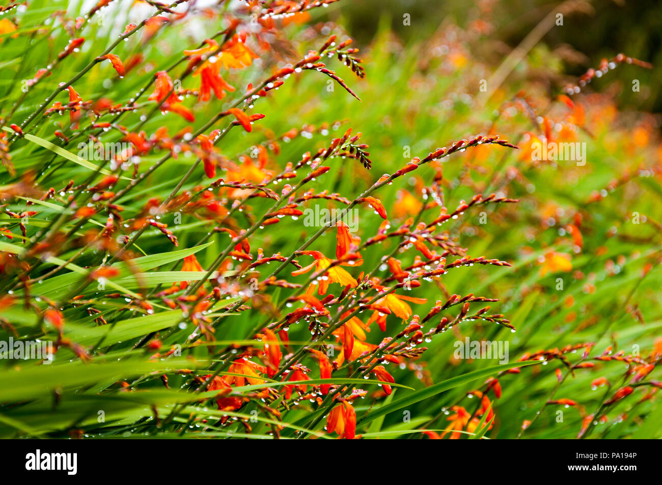 Montbretia invasive hi-res stock photography and images - Alamy