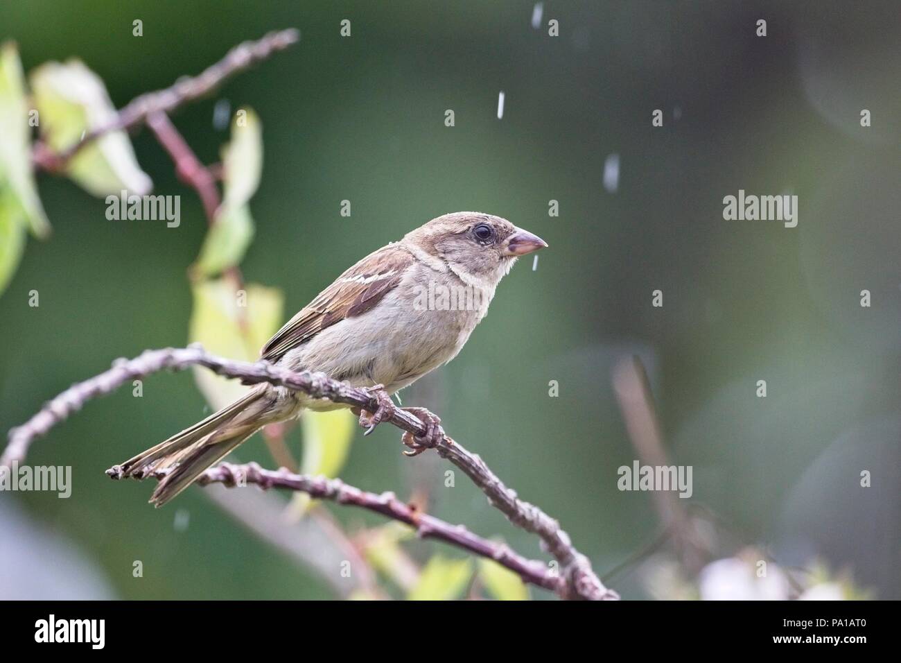 A House Sparrow perches in a Cherry tree as the rain falls in East ...