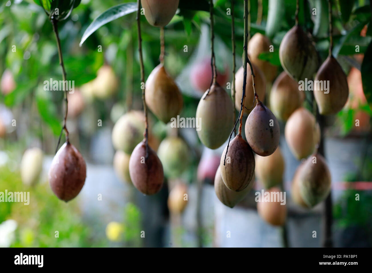 Mango tree in bangladesh hi-res stock photography and images - Alamy