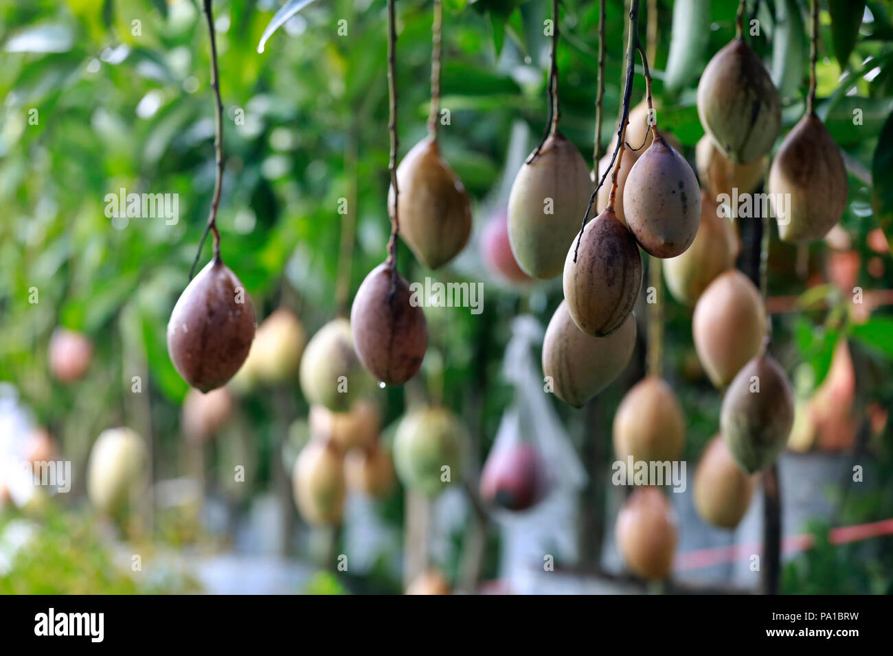 Dhaka, Bangladesh - July 20, 2018: Different varieties of mango trees ...