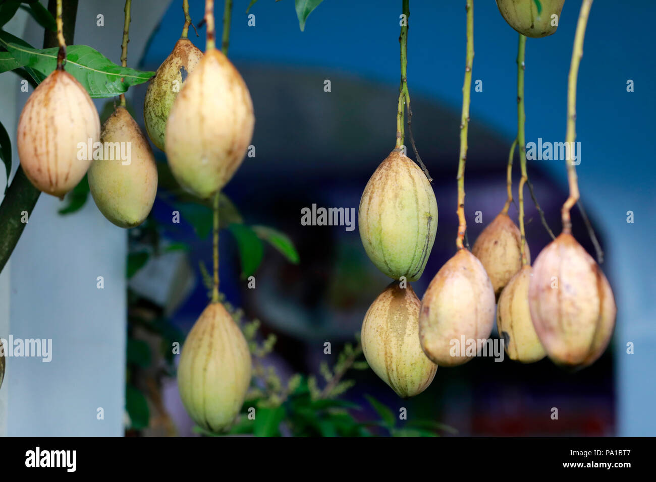 Mango tree in bangladesh hi-res stock photography and images - Alamy
