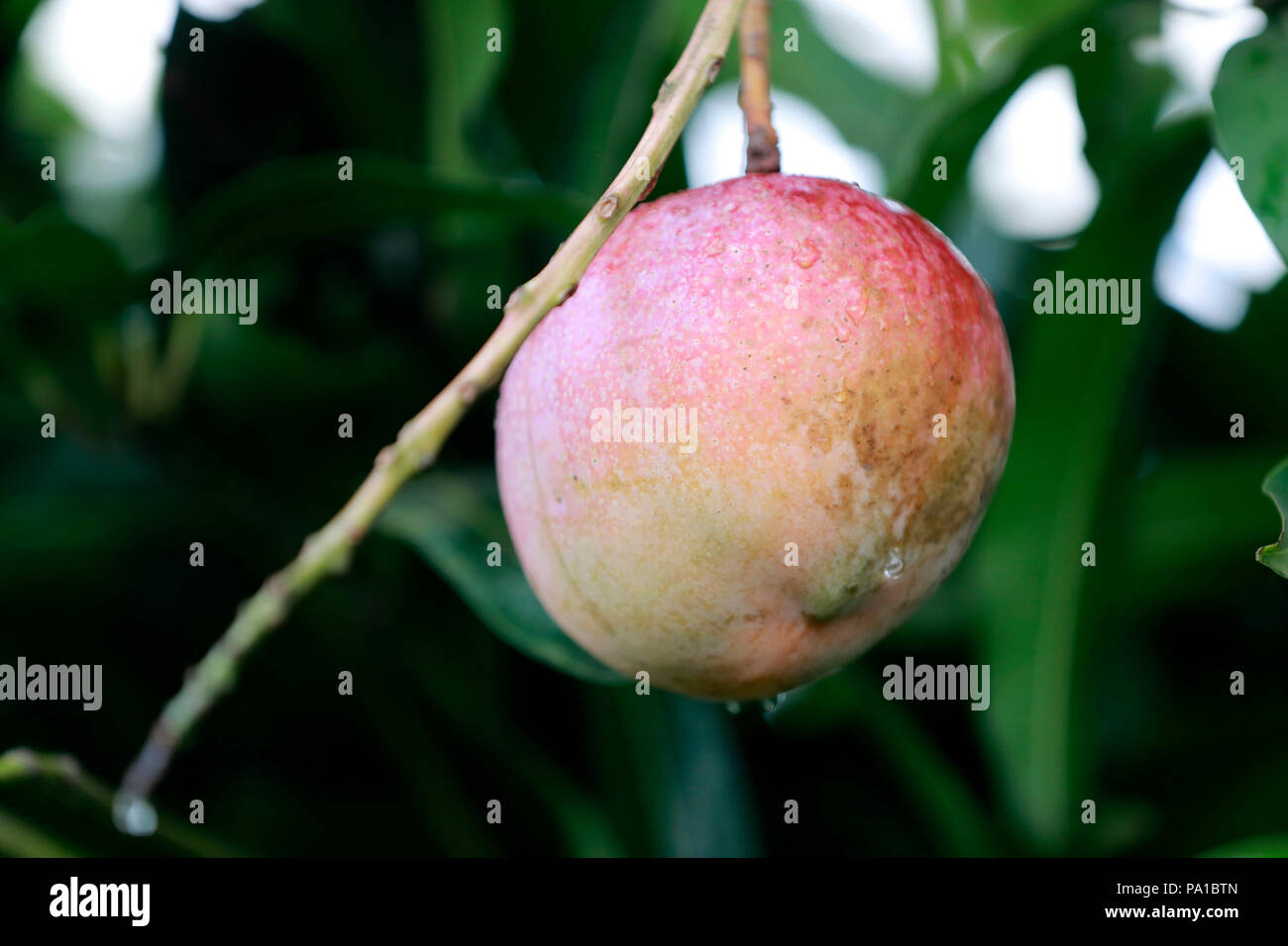 Dhaka, Bangladesh - July 20, 2018: Different varieties of mango trees ...