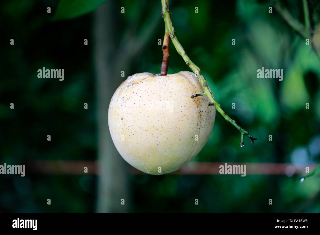Mango tree in bangladesh hi-res stock photography and images - Alamy